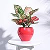 UGAOO Apple Ceramic Pot - Big (Red) : Amazon.in: Garden & Outdoors