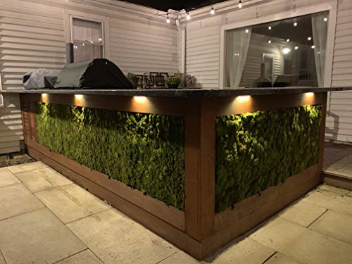 How To Make A Living Moss Wall For Your Home – Gardenia Organic