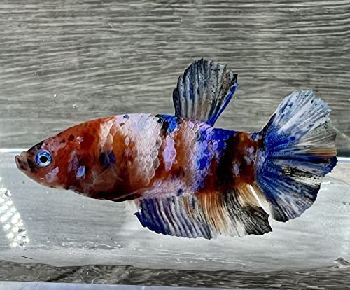 10 Must-Have Products for Your Female Koi Betta: A Complete Buying ...