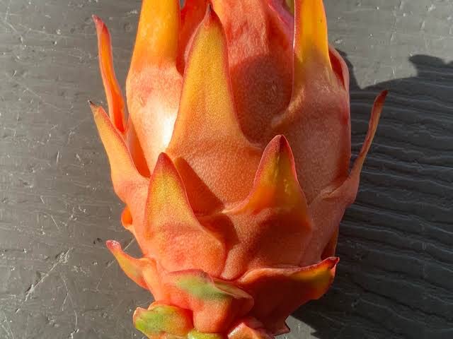 Wonder Orange Dragon Fruit Plant : Amazon.in: Garden & Outdoors