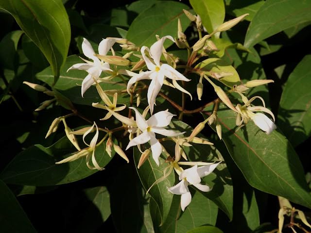 NavaUrja Malati Aganosma Heynei Clove Scented Echites Highly Fragrant ...