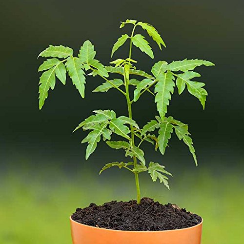 Buy s Point Rare Azadirachta Indica" Aryaveppu" Neem Medicinal (1 y ...