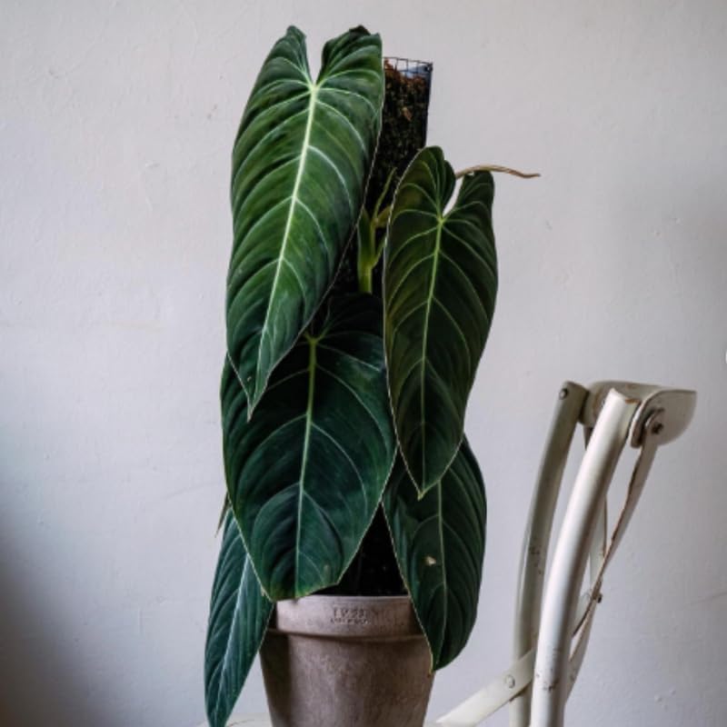 Amazon.com: Melanochrysum Philodendron Plant Live, Rare Tropical ...