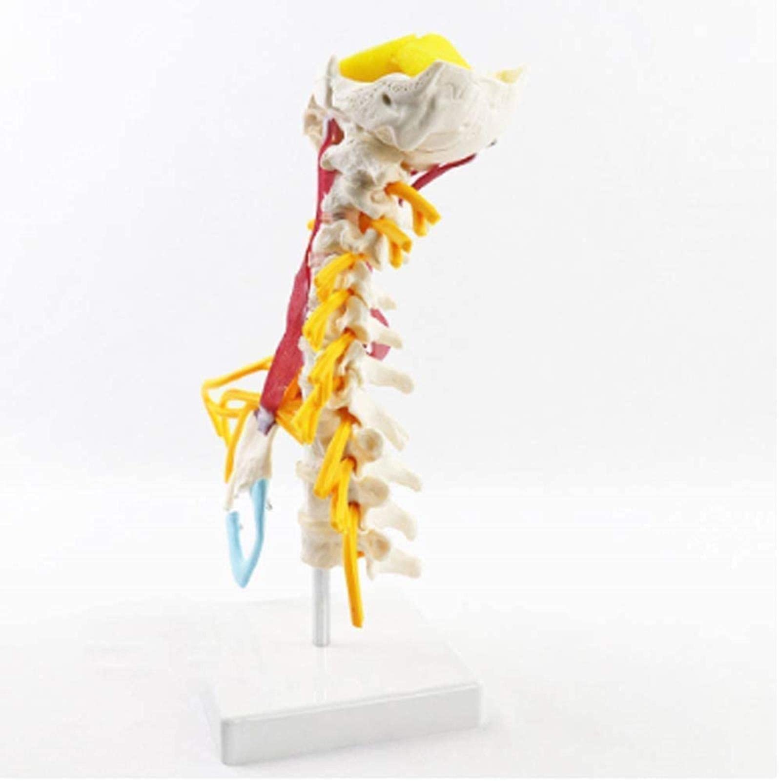 Buy SENWEI Educational Model Human Cervical Spine Model Brachial Plexus ...