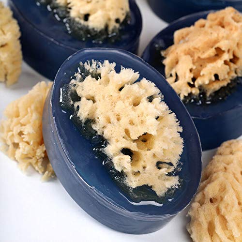 Amazon.com: Sea Sponge Soap - Gentle Exfoliating - Refreshing and ...