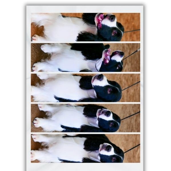 Amazon.com: English Springer Spaniel Custom Blanket, Dog Themed Custom ...