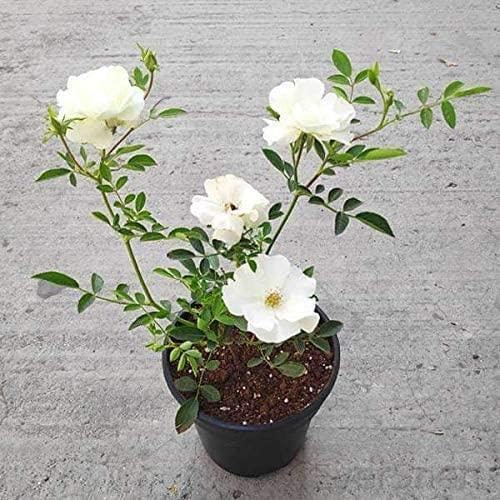 EverSneh Miniature Rose, Button Rose Plant Mini rose, Gulab.Climbing ...