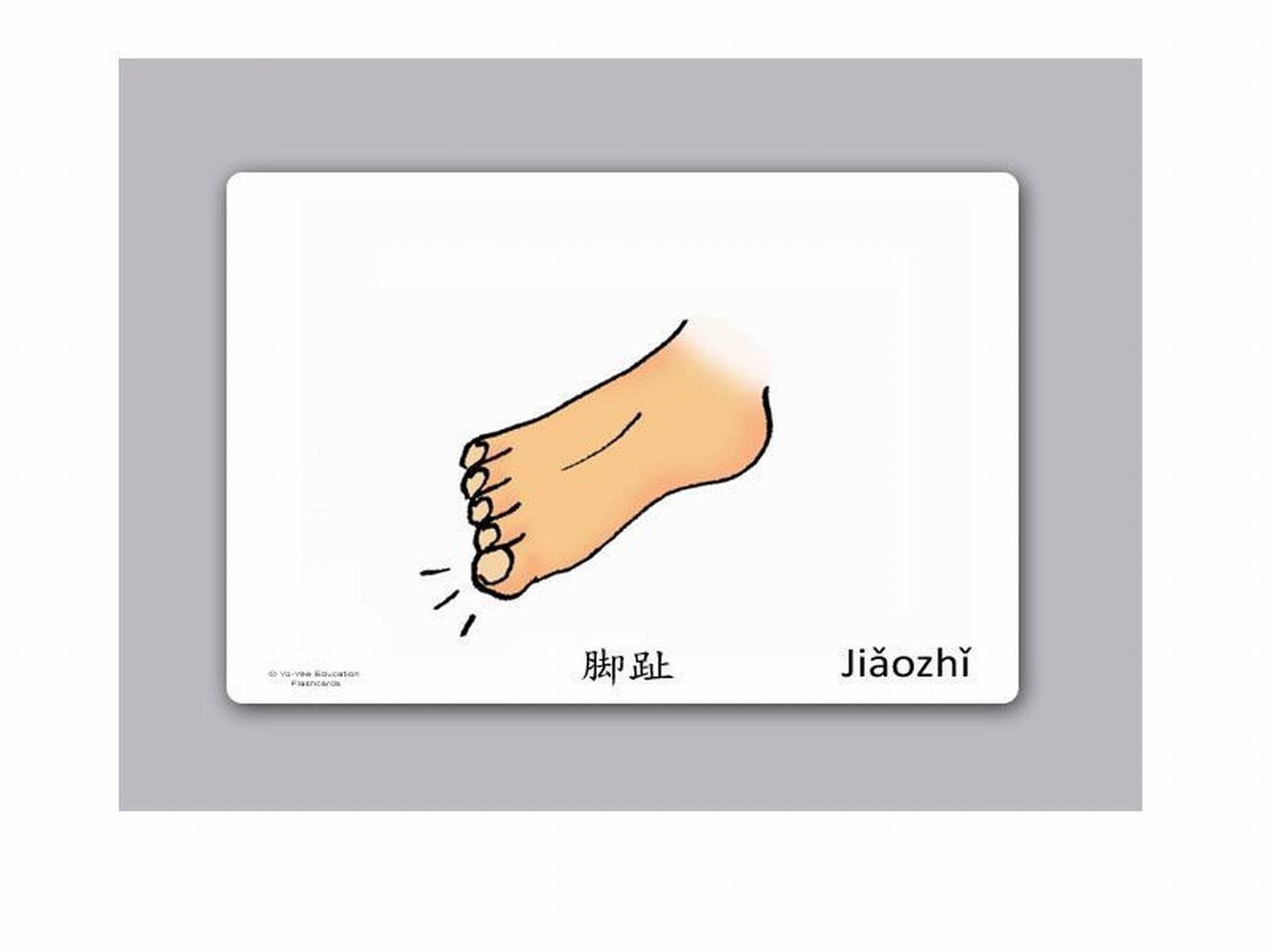 Yo-Yee Flashcards - Body Parts Flashcards in Chinese - Traditional ...