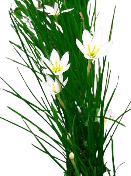 TENDER LEAVES Summer Special Exotic LIBRA Rain Lily multicolour ...