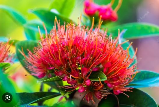 First Love Red (Xanthostemon chrysanthus) Flower Plant : Amazon.in ...