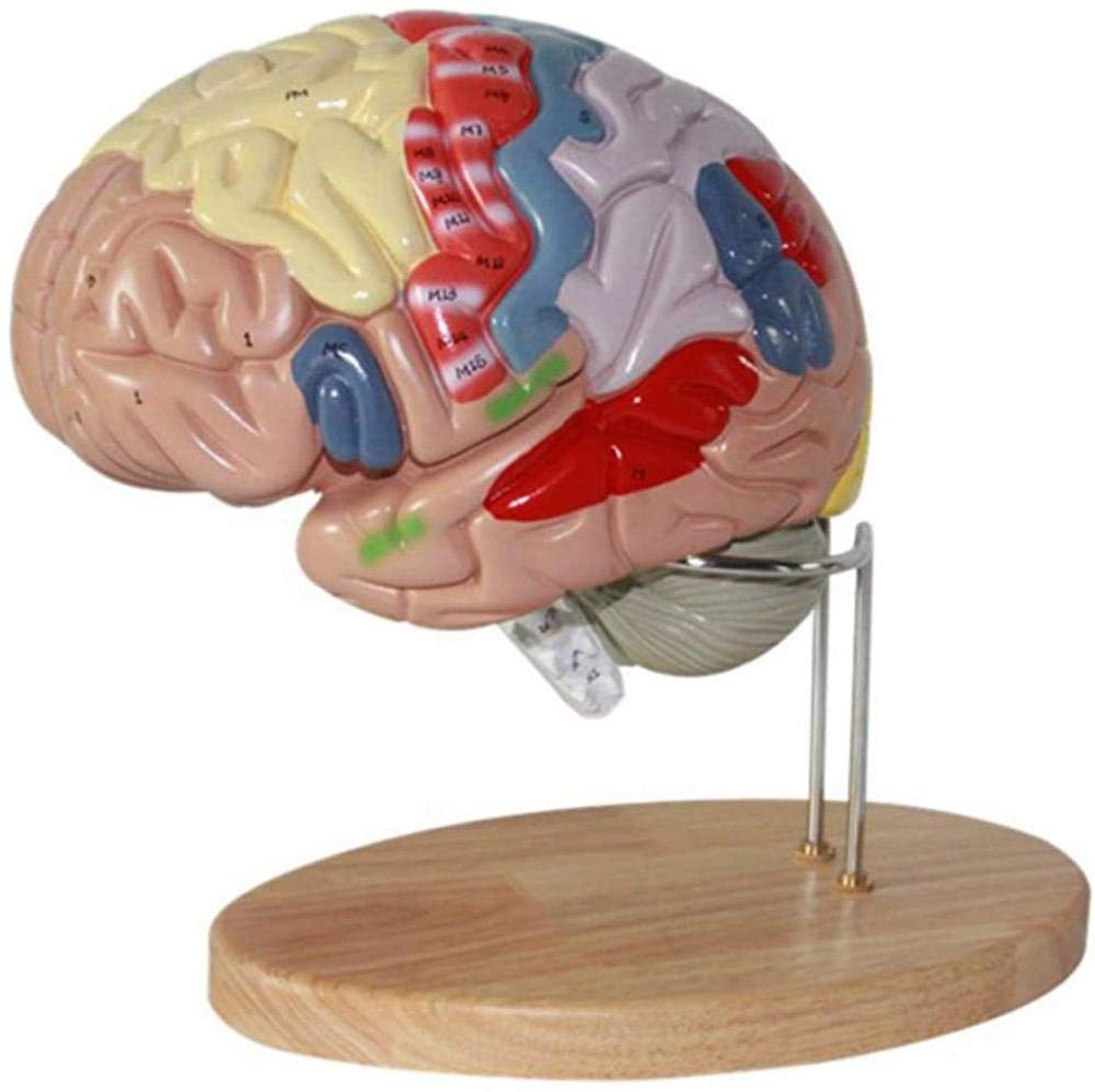 Buy Brain Functional Partition Model Neurological Brain Anatomical ...