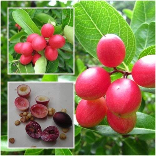 Creative Farmer Live Plant Cherry Carissa Carandas Kalakkai Edible ...