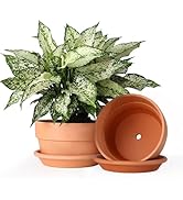Amazon.com: INGOFIN Terracotta Pot with Saucer - 10 Inch Ceramic Clay ...