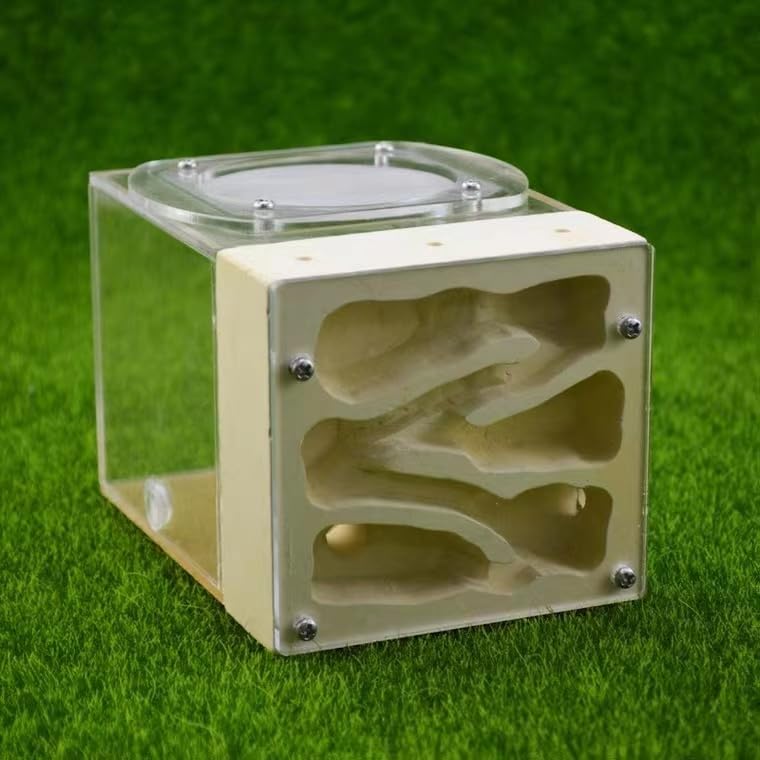 Buy Small Ant Colony Acrylic Plaster Combo Hybrid Nest Ants Farm Ant ...