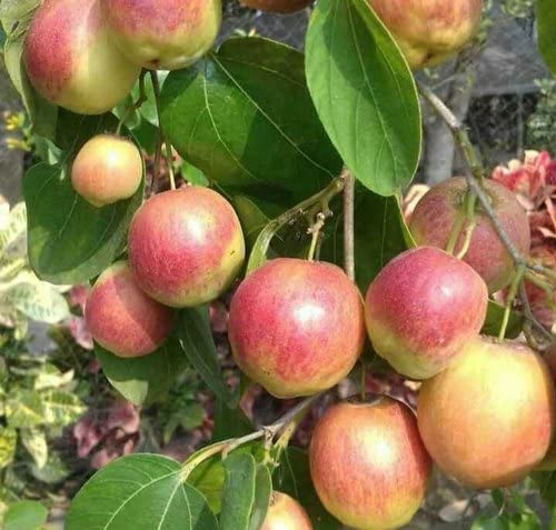 MARINE TREE SEEDLESS BER APPLE GRAFTING PLANTS | FRESH & HEALTHY LIVE ...