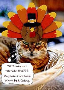 Amazon.com : RSVP Cat Wearing Turkey Hat : Why Do I Tolerate This ...
