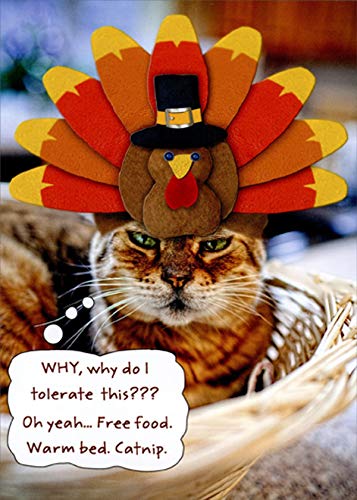Funny Thanksgiving Cat