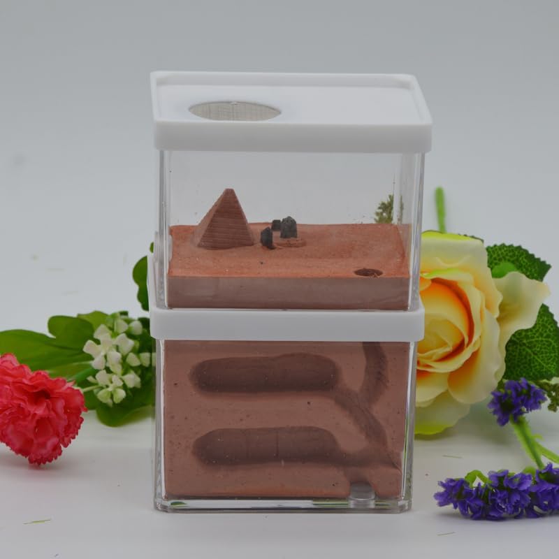 Amazon.com : 2 Layers ant nest Farm Plaster Ant Nest Insect Box Ant ...