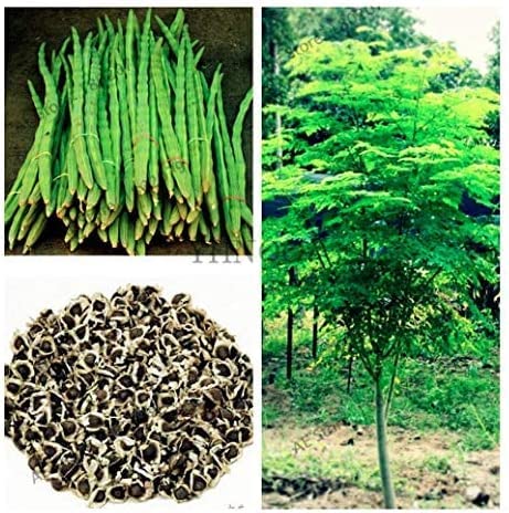 Amazon.com : 25 Seeds of The Tree of Life - The Moringa Tree ...