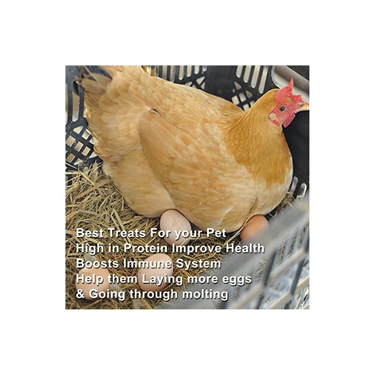 RANZ 10LBS Non-GMO Dried Mealworms for Chickens, High Protein Meal ...
