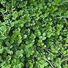 Amazon.com : Micro Clover Seed for Lawn - 1 Oz - ~25,000 Microclover ...