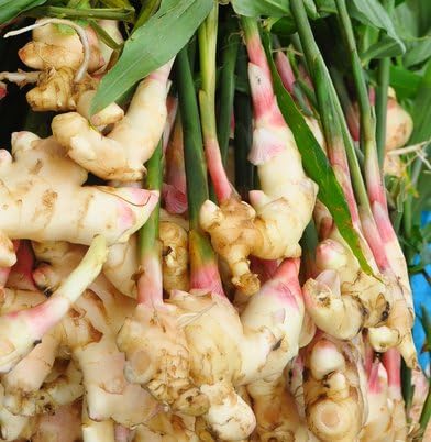 Amazon.com : Fresh Culinary Ginger Root Plant, Zingiber Officinale ...