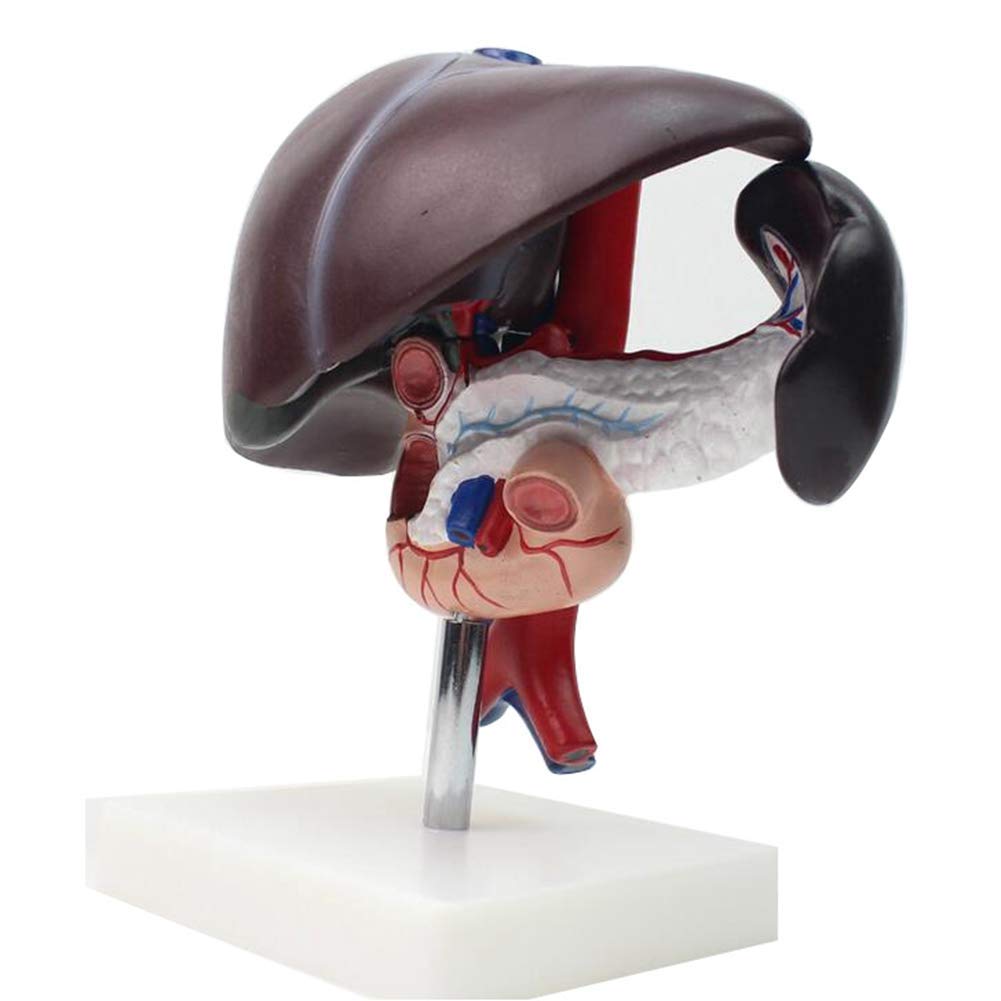 Buy FACAIA Human Pancreas and Duodenum Simulation Model, Human Liver ...