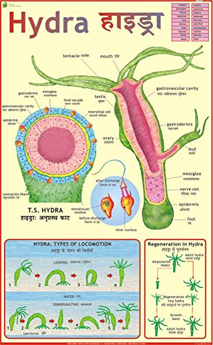 Buy Hydra Chart Book Online at Low Prices in India | Hydra Chart ...