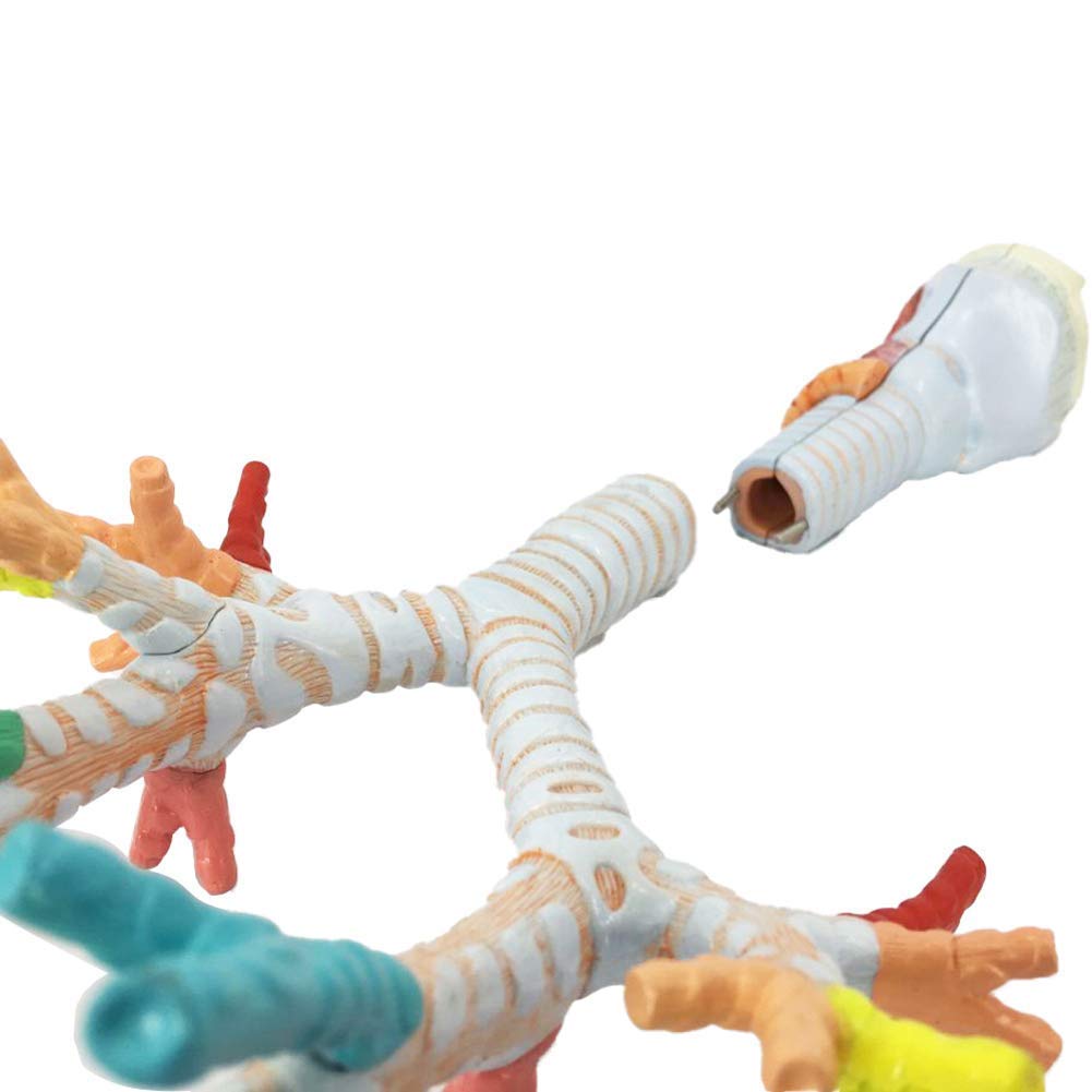 Buy Respiratory System Anatomical Model Larynx Bronchial Lung Anatomy ...