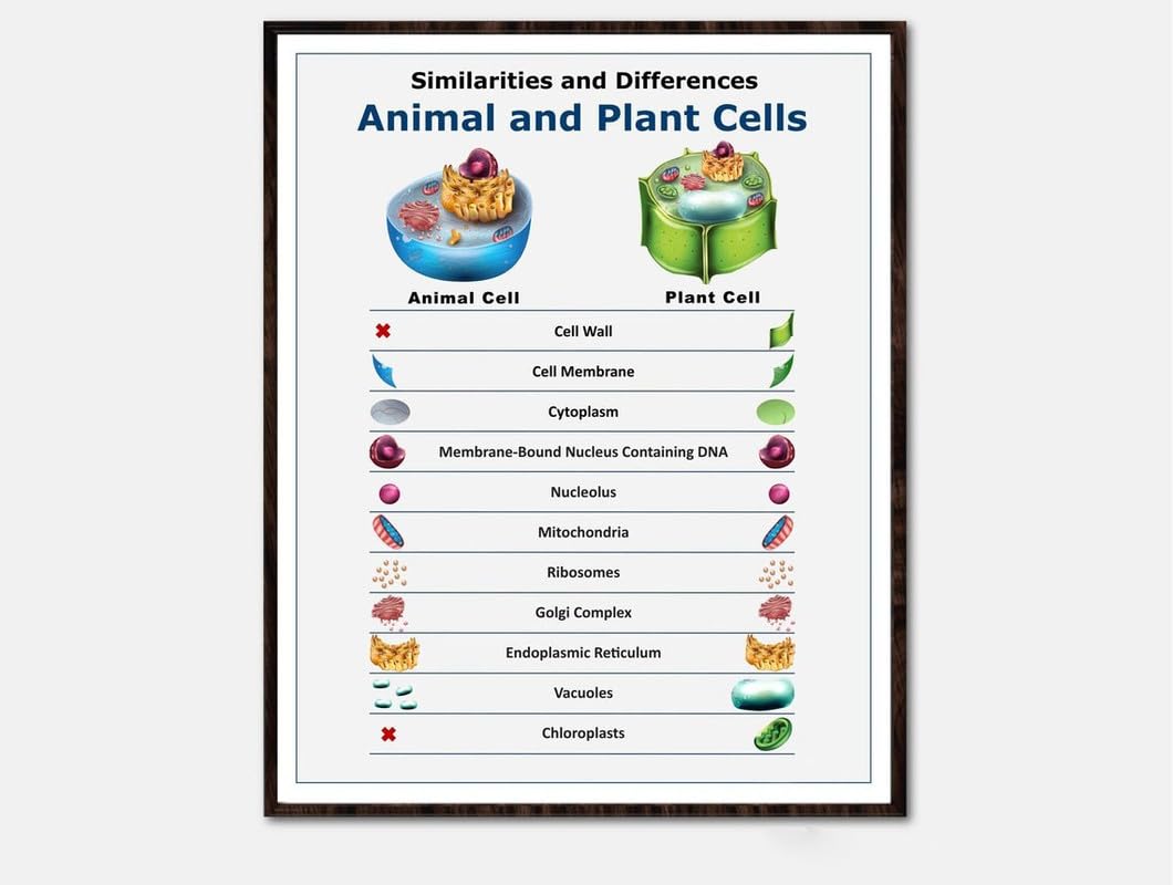 Similarities And Differences Plant And Animal Cells Poster Classroom ...