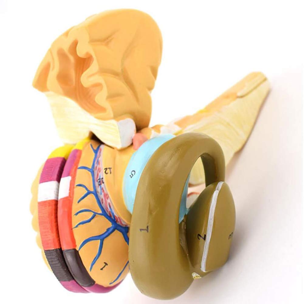 Human Brain Model Disassembled Internal Capsule And Basal Nucleus ...