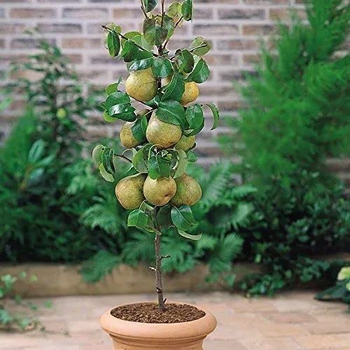 Mphmi Plants Live Babugosha European Pear Fruit Plant : Amazon.in ...