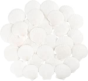 TaoQ C 30 PCS Scallop Shells Natural Seashell, 6cm-8cm White Scallop Shells Large Seashells for ...