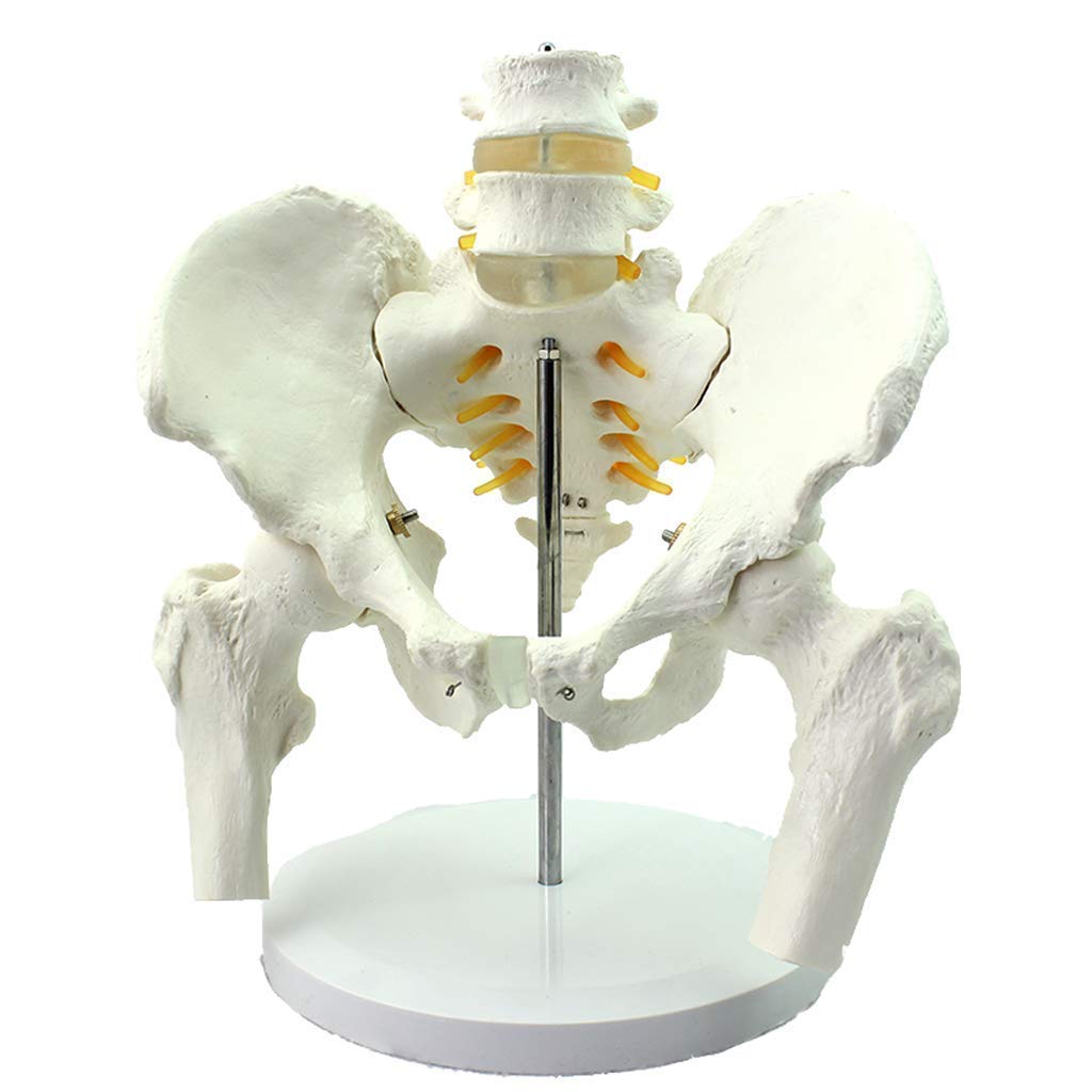 Educational Model Pelvis With Lumbar Model Human Pelvis Anatomical ...