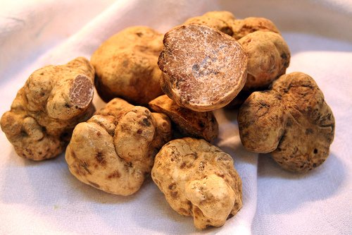 Amazon.com: 10 Gr dry any Seeds infected of Spores Truffle White Garden ...