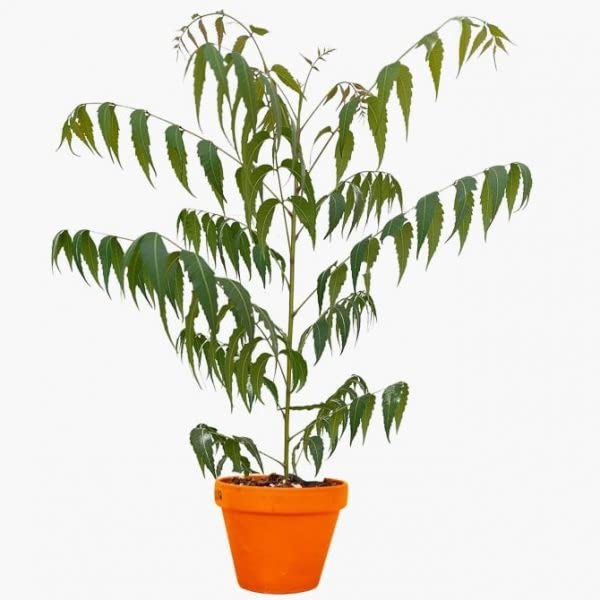 Cloud Farm Live Herbal Neem(azadirachta indica) Plant Small Bright ...