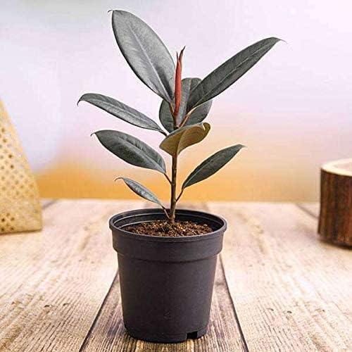 Bala Plant Creation Indian Rubber plant : Amazon.in: Garden & Outdoors