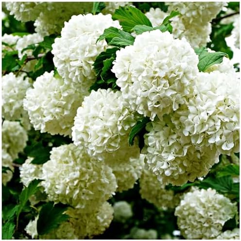 Viburnum opulus 'Roseum' Plant/Snowball, Guelder Rose, in 2L Pot ...