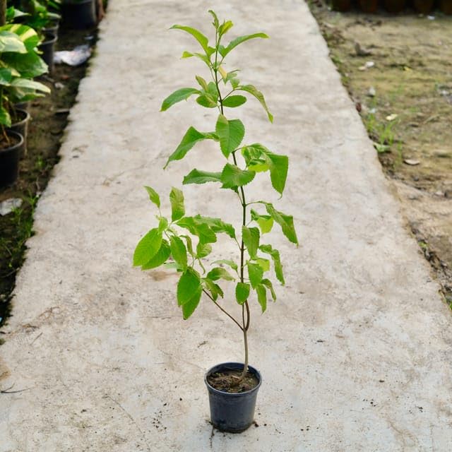Tecoma Gori Chori (colour) in 6 inch Nursery Plant : Amazon.in: Garden ...