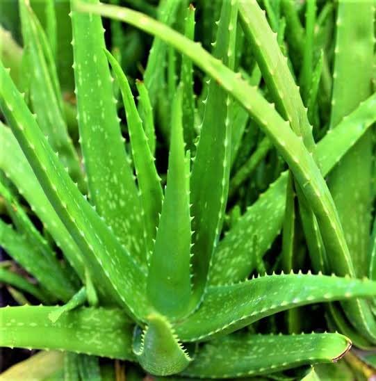 Growcity Aloe Vera Easy Care Succulent Live Plant, Indoor Air Purifier ...