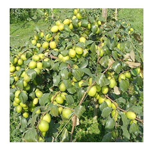 Plants Villa Live Desi Small Ber/Beri/Small Jujube Fruit Plant With Pot ...