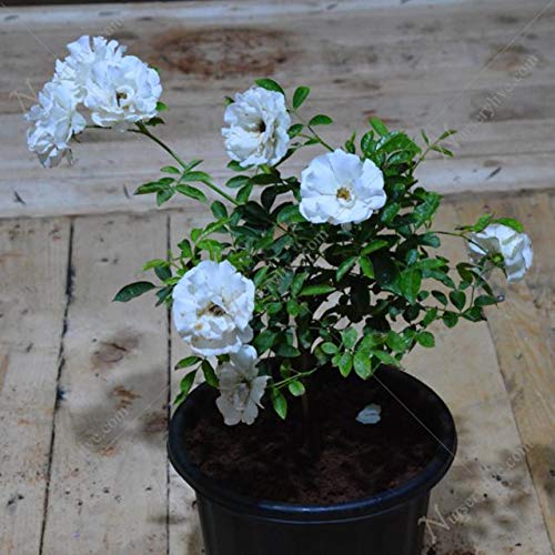 Arlo Gardens Grafted White Rose Flower Plant (Live Plant.. Variety ...