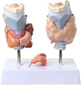Amazon.com: Anatomy Educational Model, Human Anatomical Model-Thyroid ...