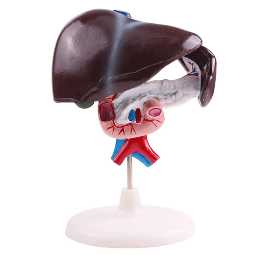 Buy Removerable Teaching Model Human Internal Organs Model Liver ...