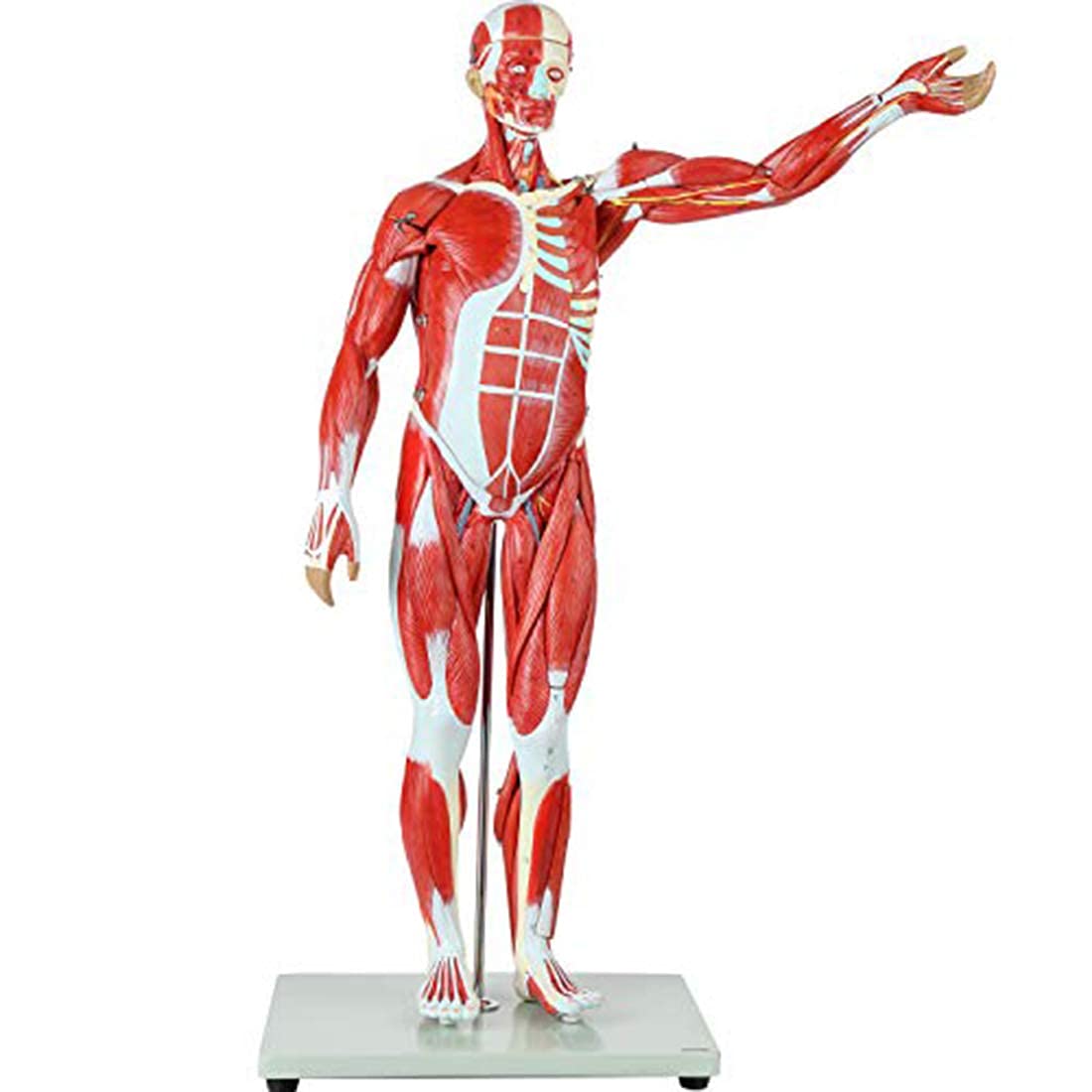Scientific Human Muscle And Organ Model 27 Part Half Life | Desertcart ...