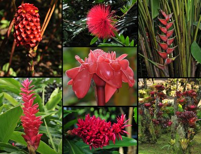 Ingwer rot Etlingera elatior 5 Samen : Amazon.de: Garten