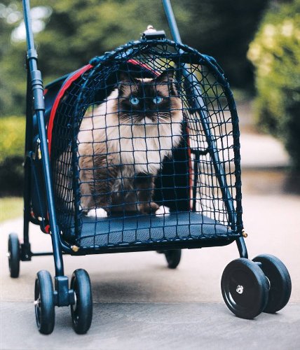 Kittywalk Sport Stroller, Blue : Amazon.in: Pet Supplies