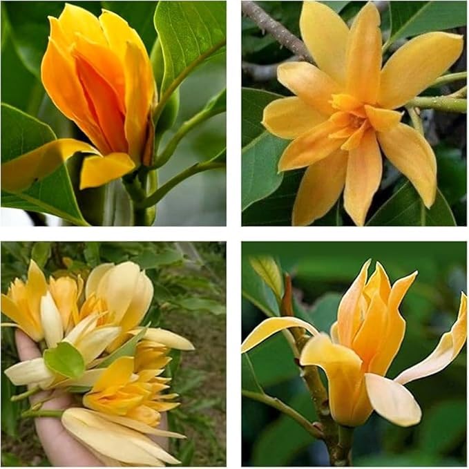Yellow Swarna Champa Orange Golden Swarna Champa Sonchafa Flower ...