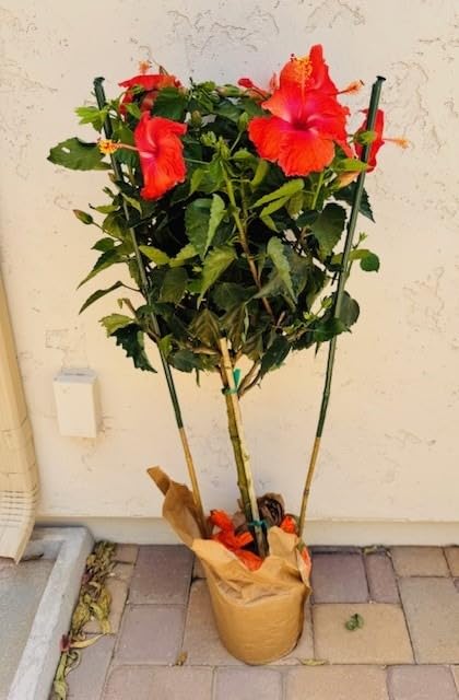 Amazon.com : Live Hibiscus Plant - Tropical Flowering Tree Plant - Red ...