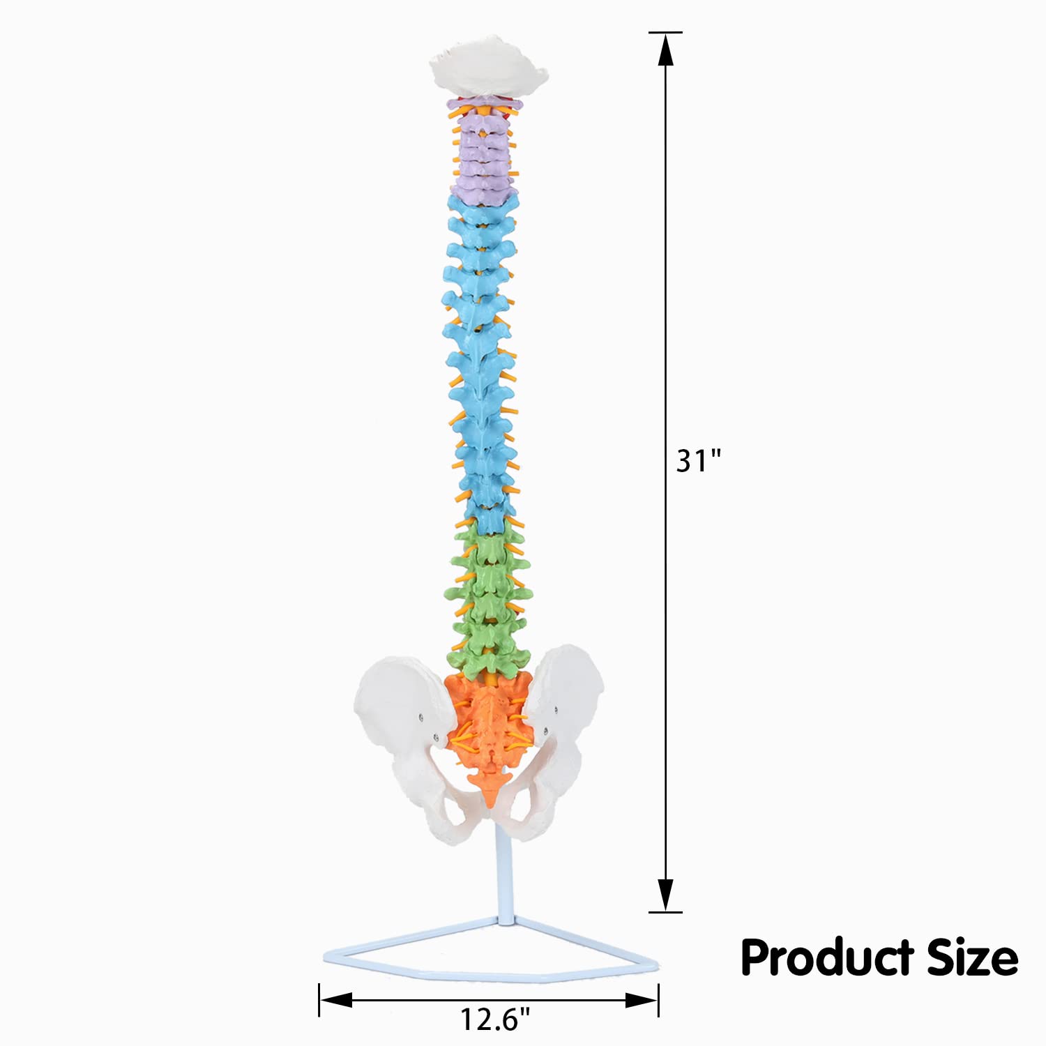 Snapklik.com : MIIRR Colorful Human Spine Model, Life Size 34 Inch ...